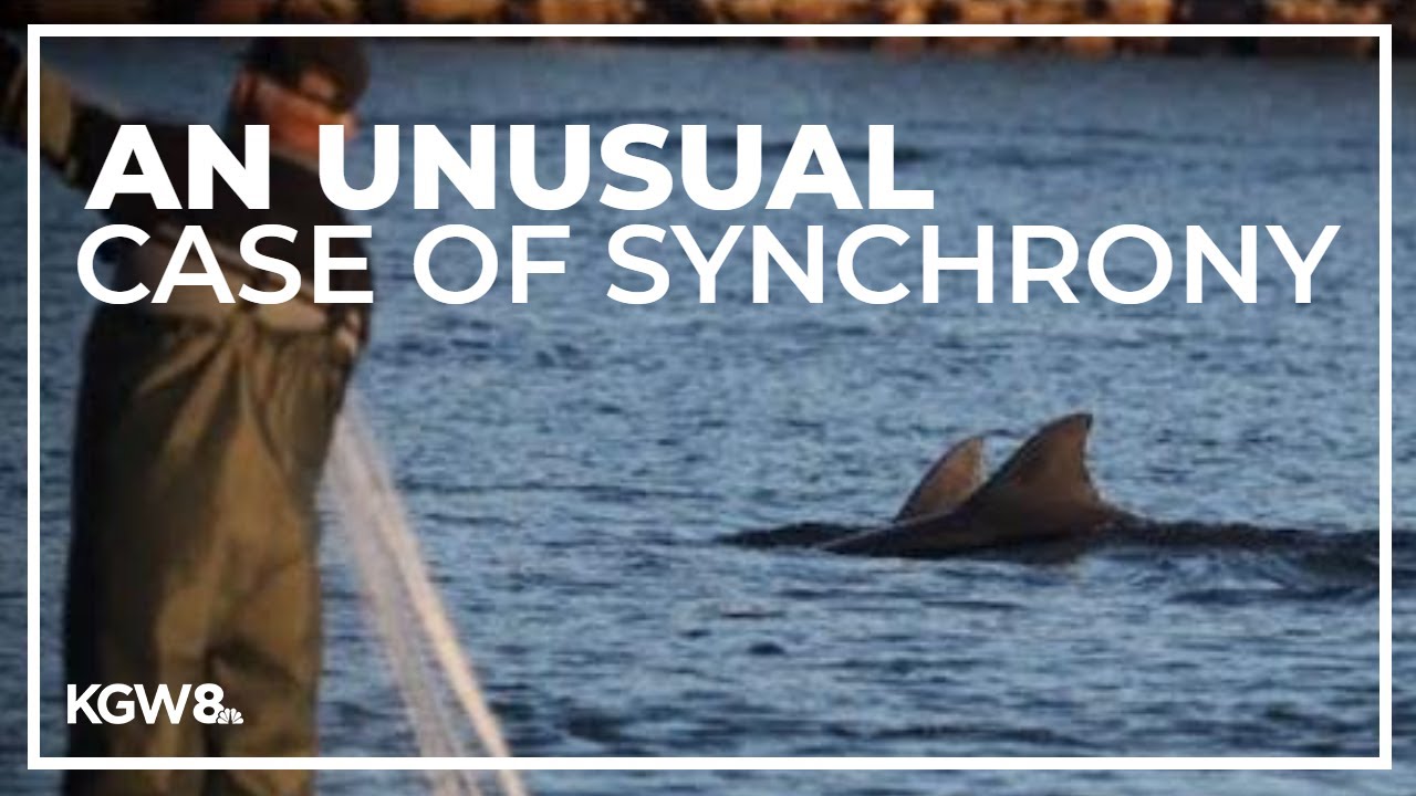 Clive Pond - Oregon State NIL Deals, Net Worth, Player Information ...